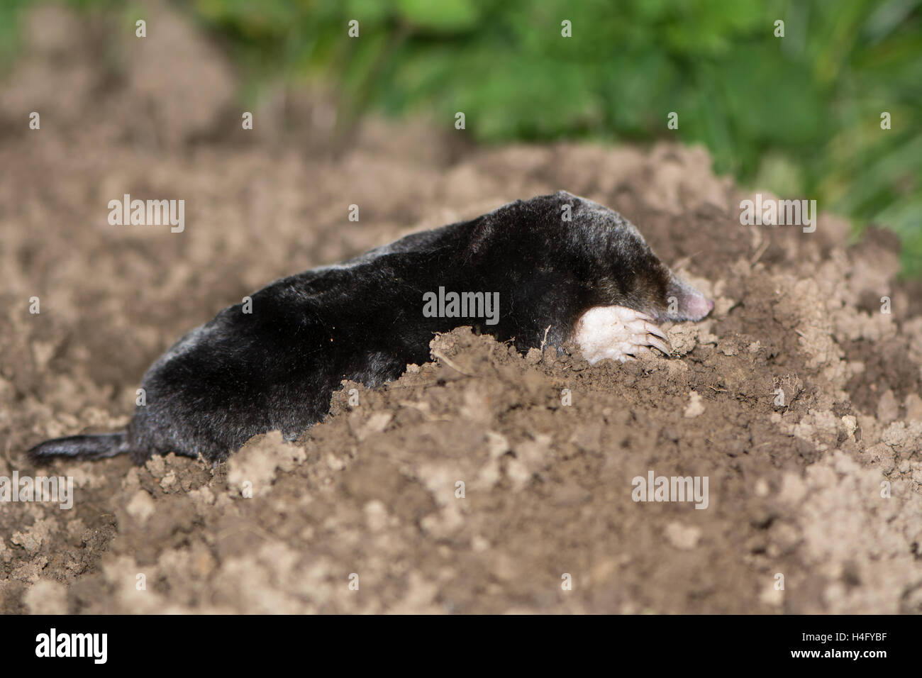 Mole paws hi-res stock photography and images - Alamy