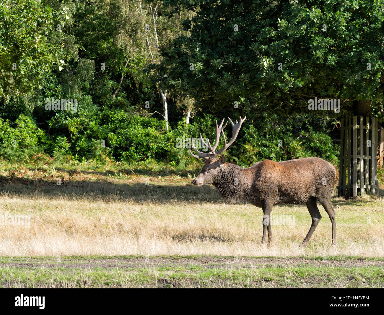 Stag. Muddy, Has clearly been wallowing! Stock Photo - Alamy