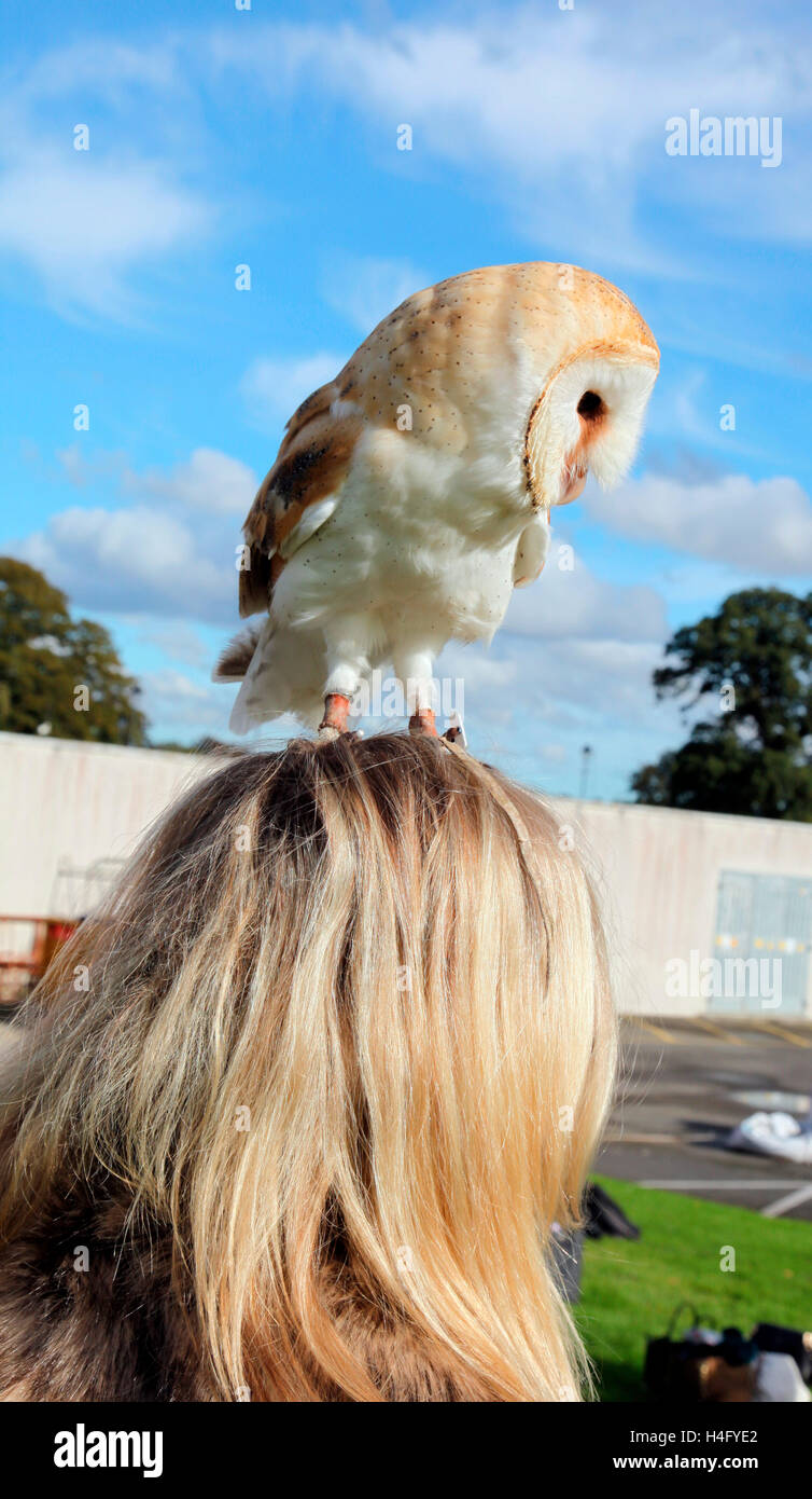 Barn owl head hi-res stock photography and images - Alamy