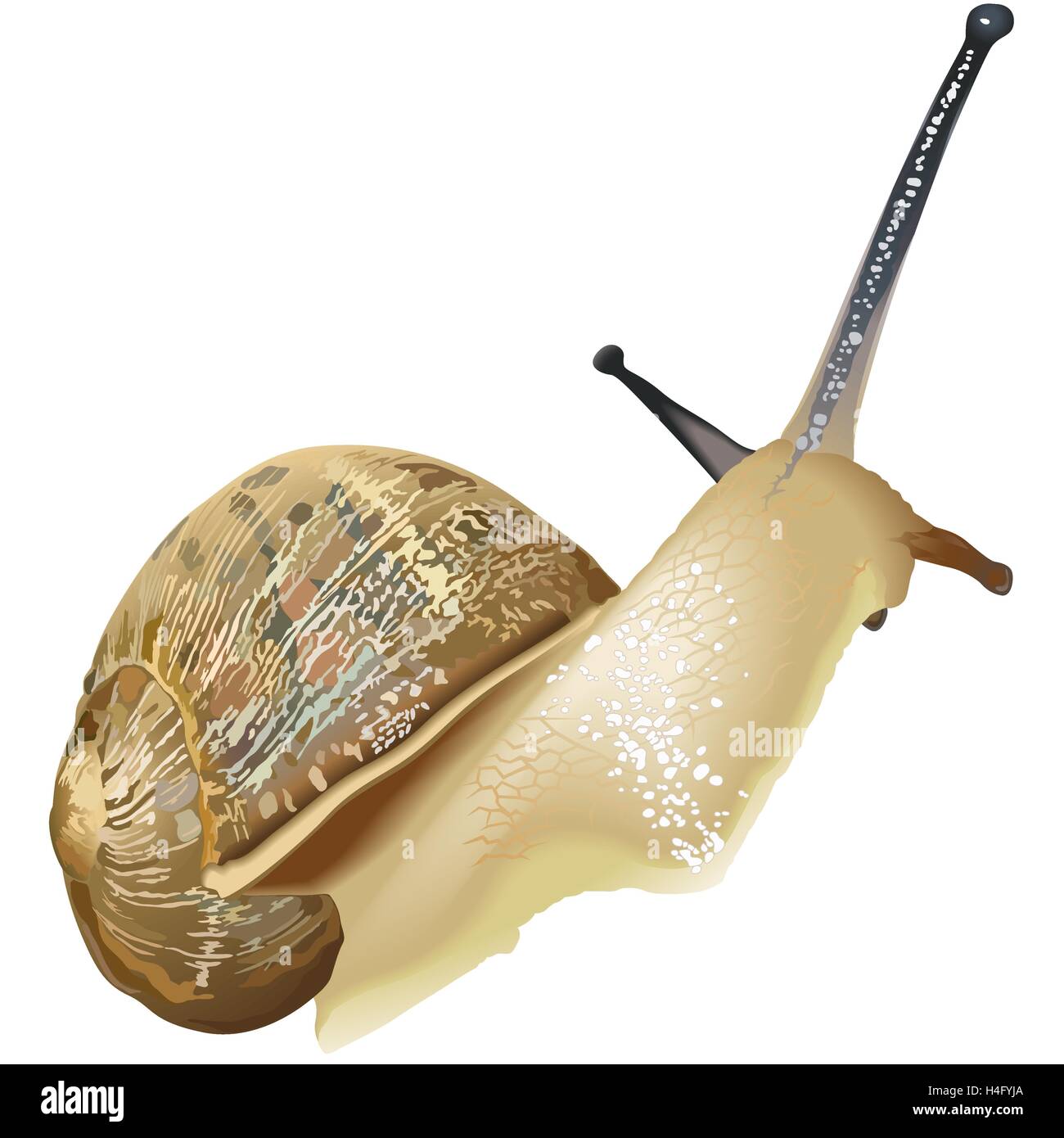 The roman snail Stock Vector Images - Alamy