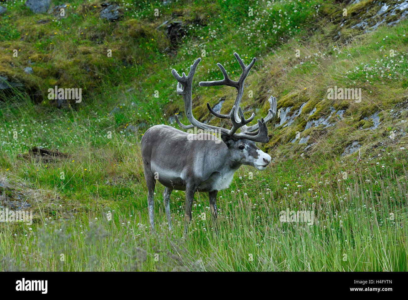 Reindeer near Nordkapp Cape, Finnmark, Norway Stock Photo - Alamy