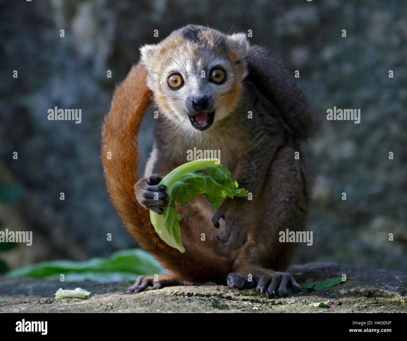 Crowned Lemur (eulemur coronatus) male juvenile Stock Photo - Alamy