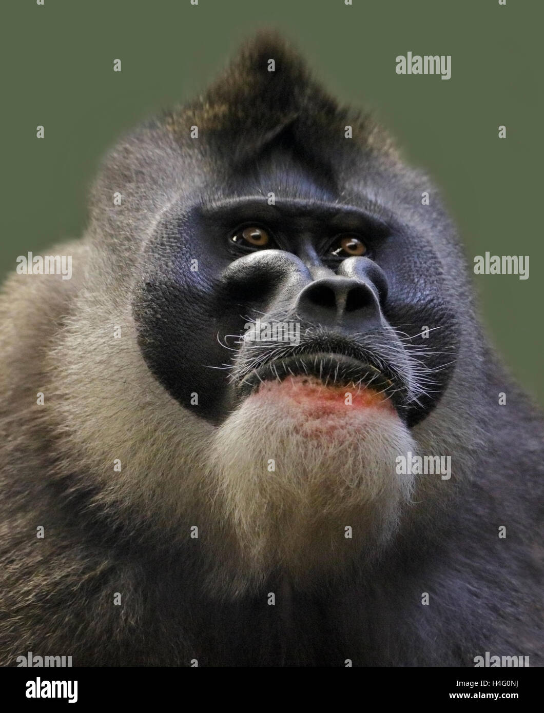 Wild drill apes hi-res stock photography and images - Alamy