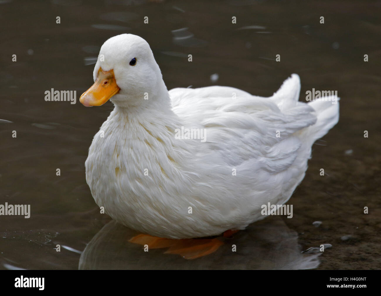 Duck call hi-res stock photography and images - Alamy