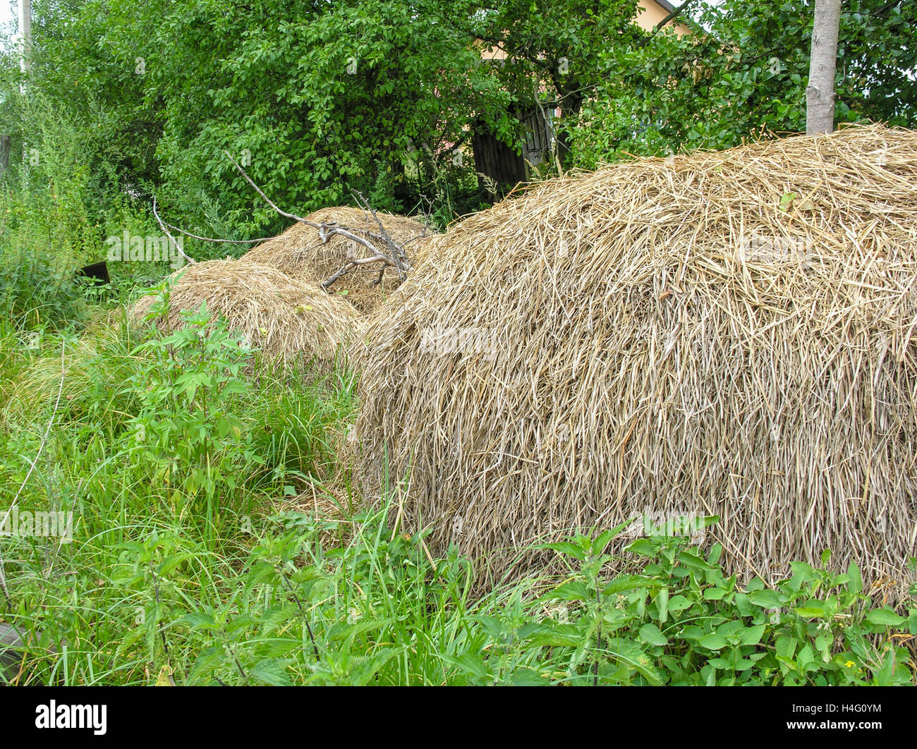 Dried hay piled mop in a country house Stock Photo - Alamy