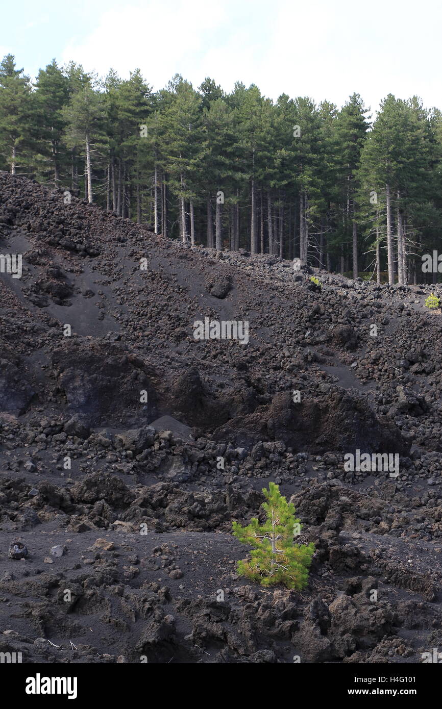 National tree of italy hi-res stock photography and images - Alamy