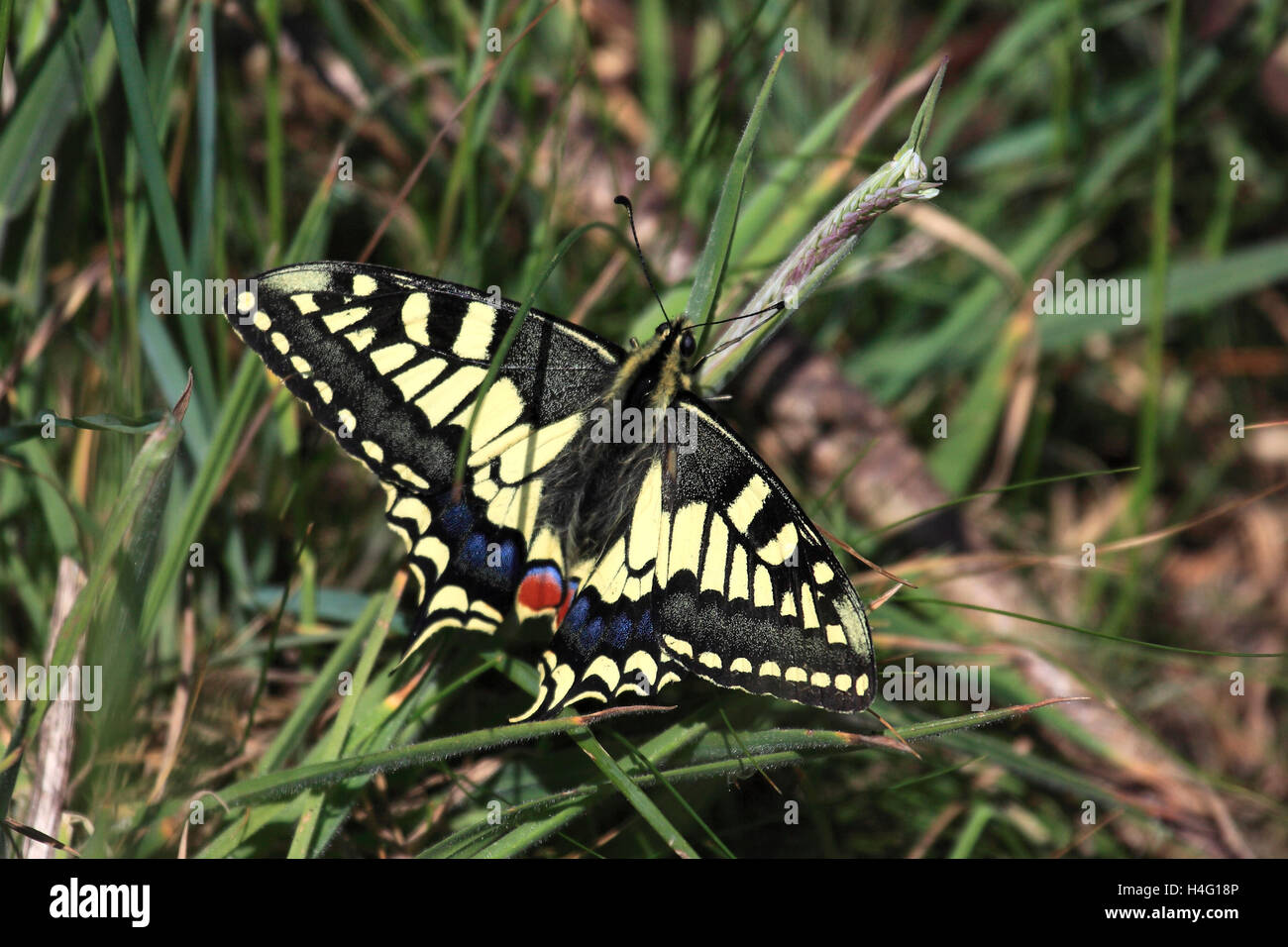 Swallowtail Butterfly (Papilio machaon) How Hill Staithe, Norfolk ...