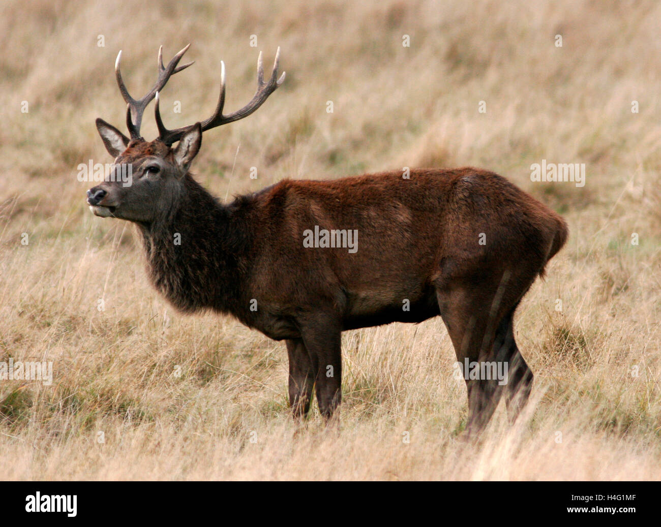 A deer stag stands amidst early autumn colours in Richmond Park, London ...