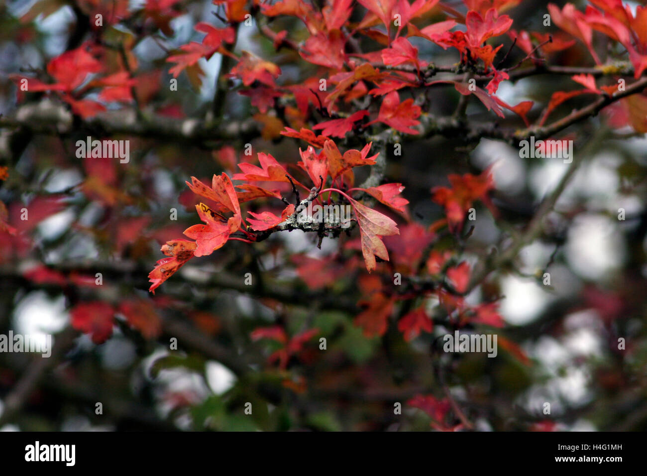 A tree displays leaves with autumn colours in Richmond Park, London ...