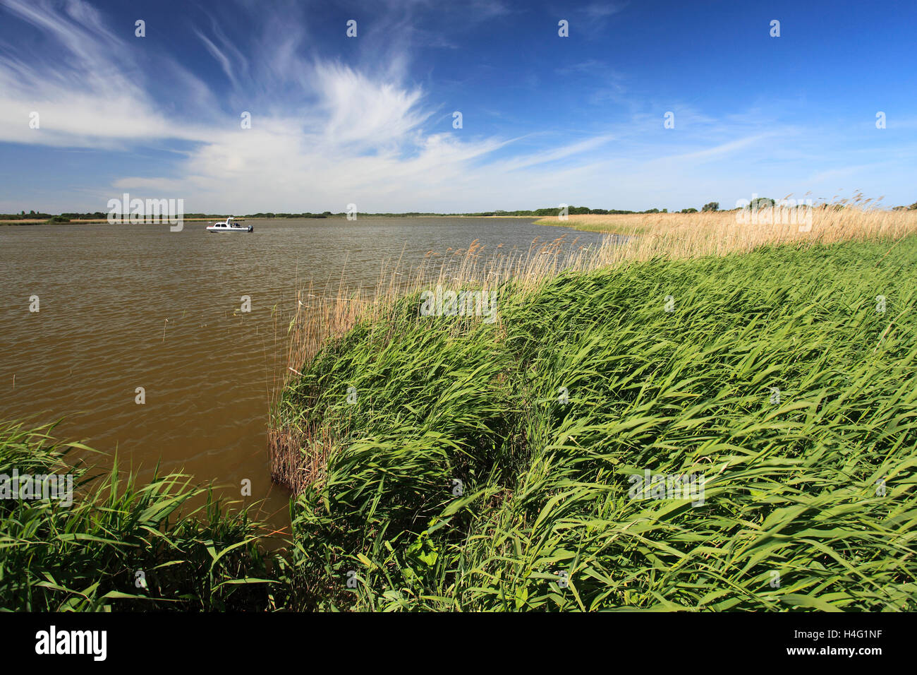 Summer reedbeds, Hickling Broad, Norfolk Broads, Broads views, Norfolk ...