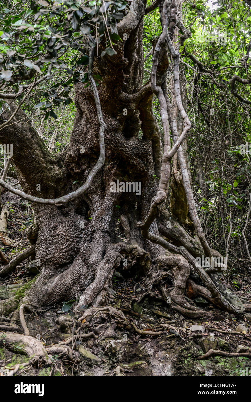 Gnarled Tree Branch High Resolution Stock Photography and Images - Alamy