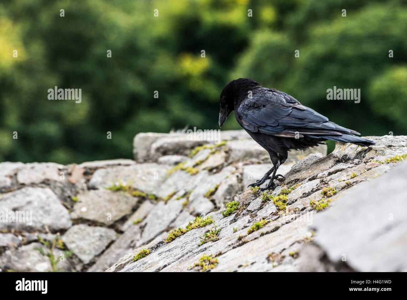 A crow (Corvus corone) on a stone rooftop Stock Photo - Alamy