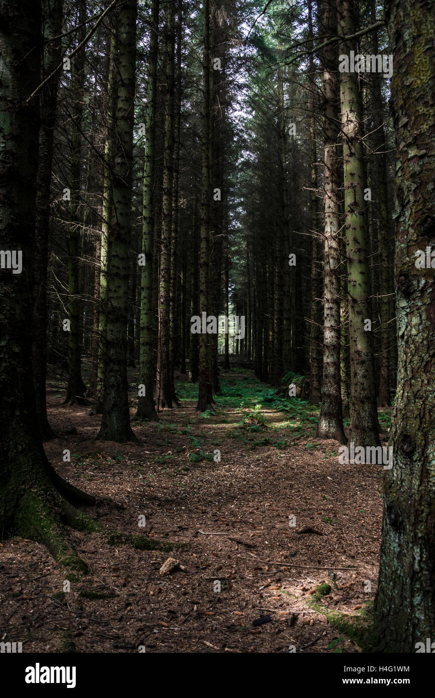 Lines of trees Stock Photo - Alamy