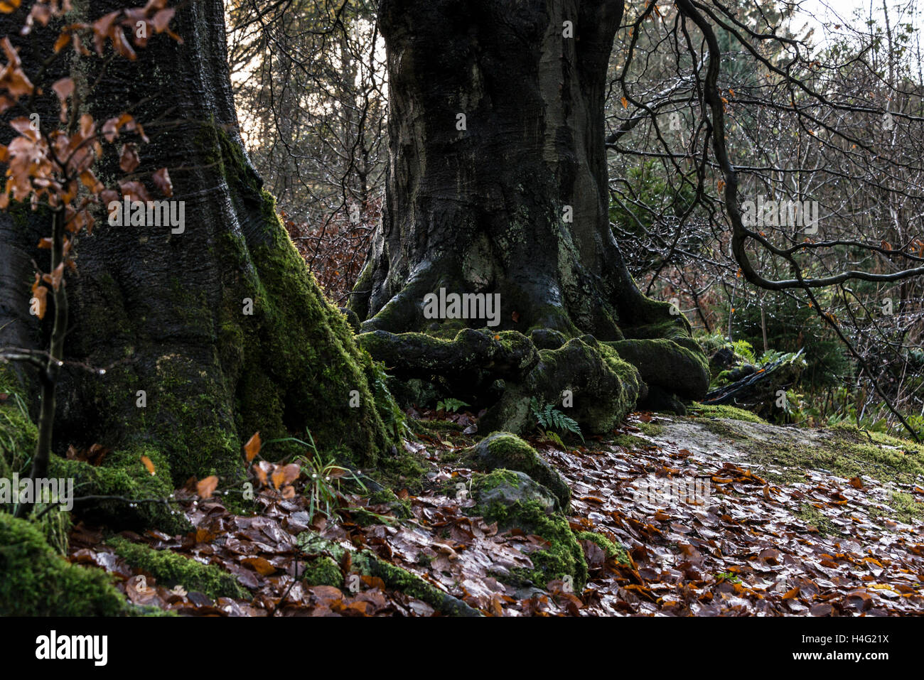 Knotted, gnarled tree roots Stock Photo - Alamy
