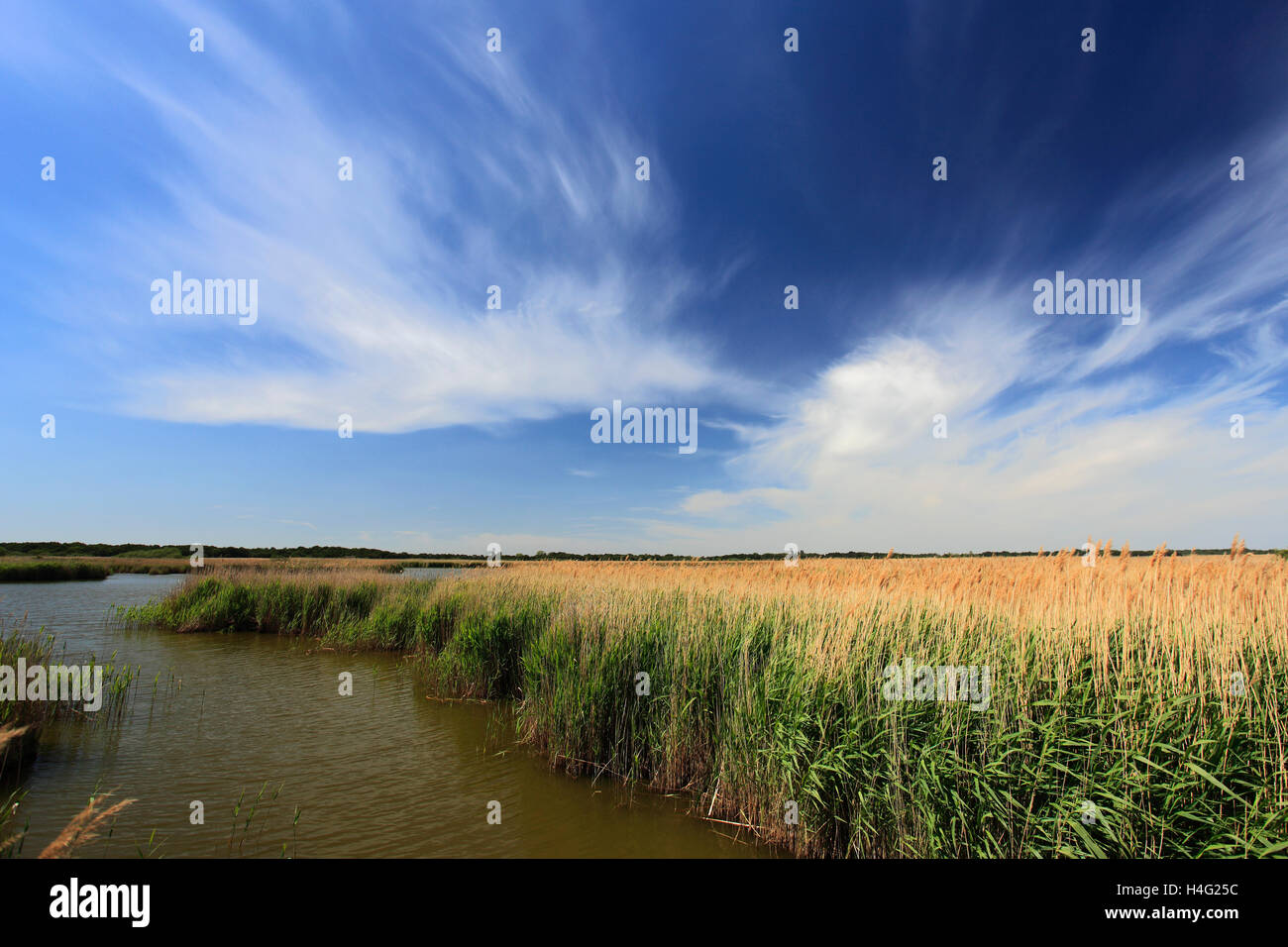 Summer reedbeds, Hickling Broad, Norfolk Broads, Broads views, Norfolk ...