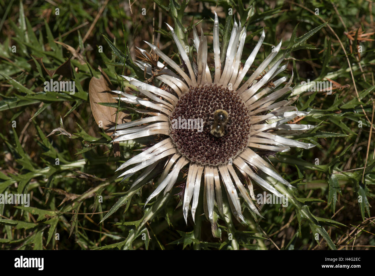 Thistle seed hi-res stock photography and images - Alamy