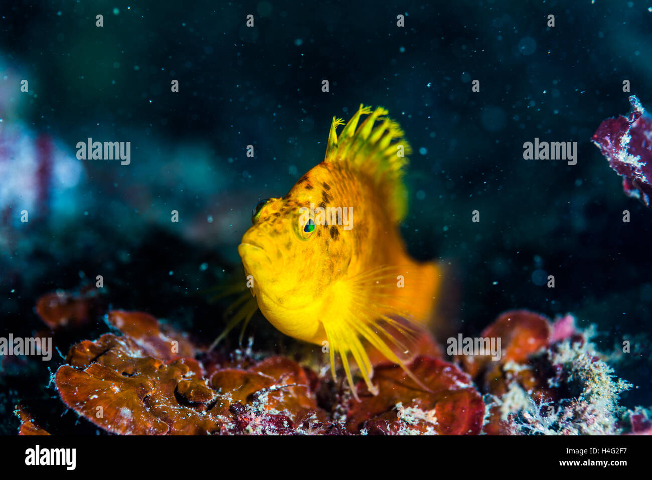 Yellow hawkfish, Cirrhitichthys aureus (Temminck & Schlegel, 1842), on ...