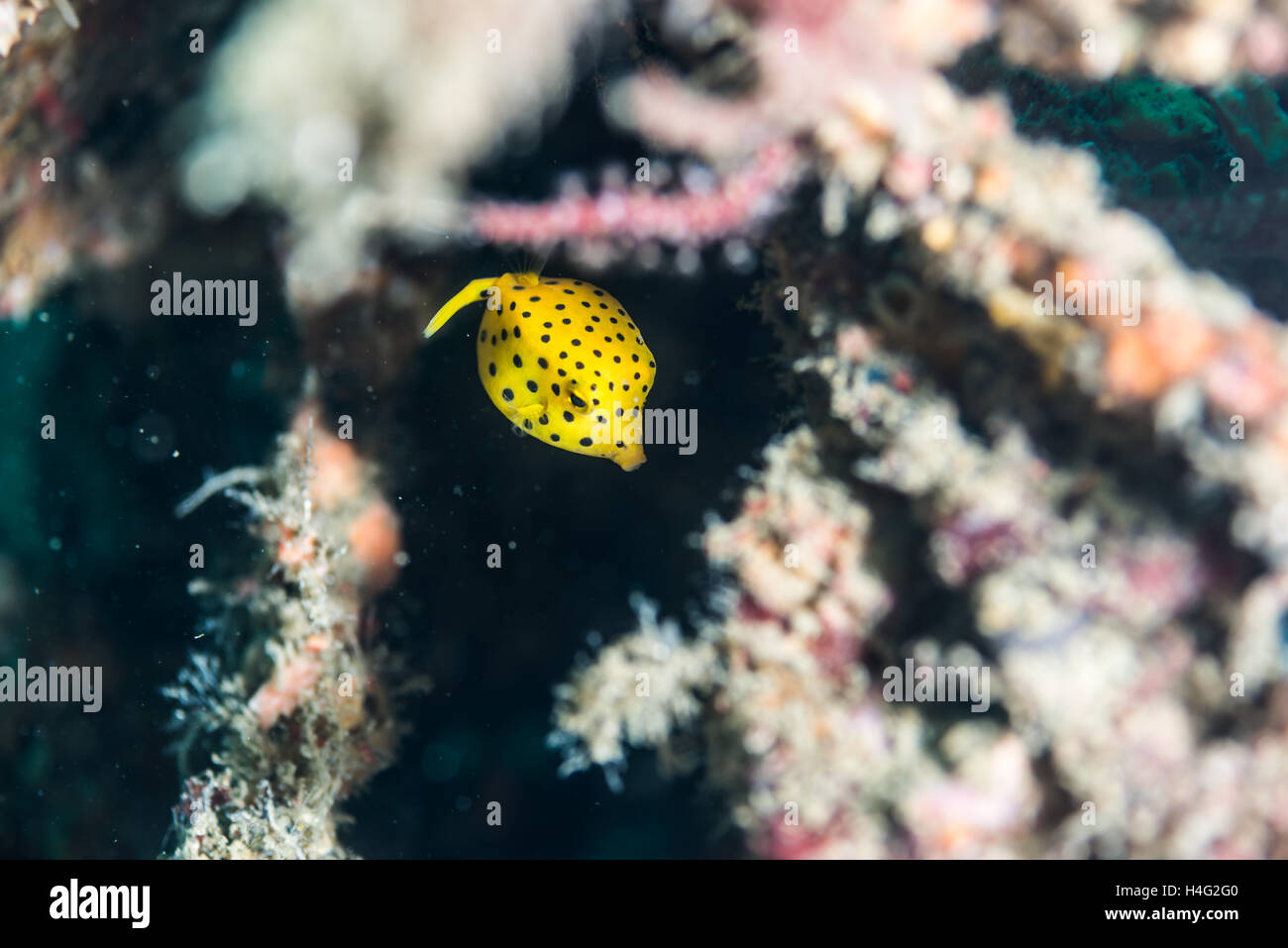 Swimming box hi-res stock photography and images - Alamy