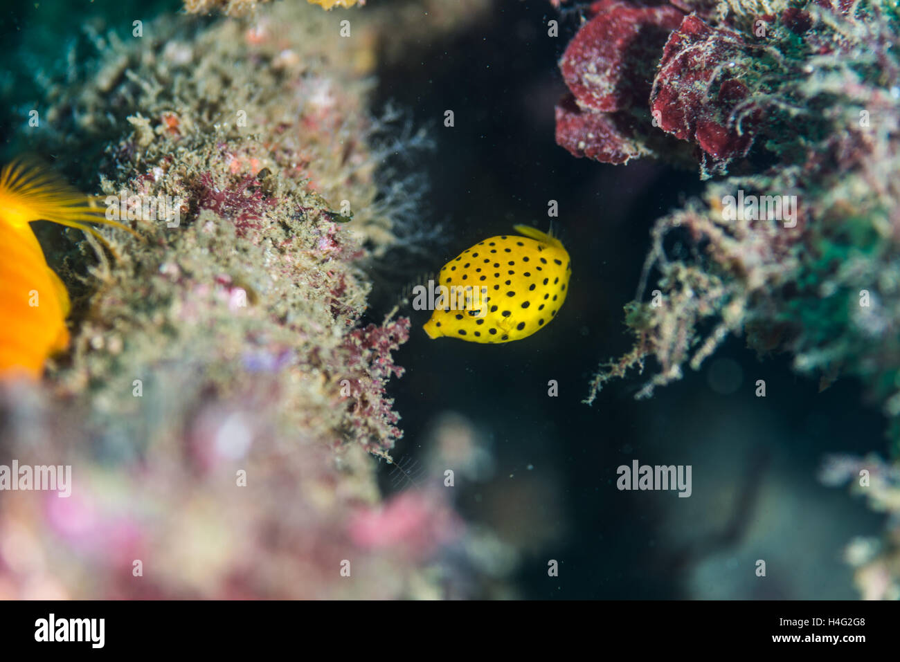 Small yellow dots hi-res stock photography and images - Alamy
