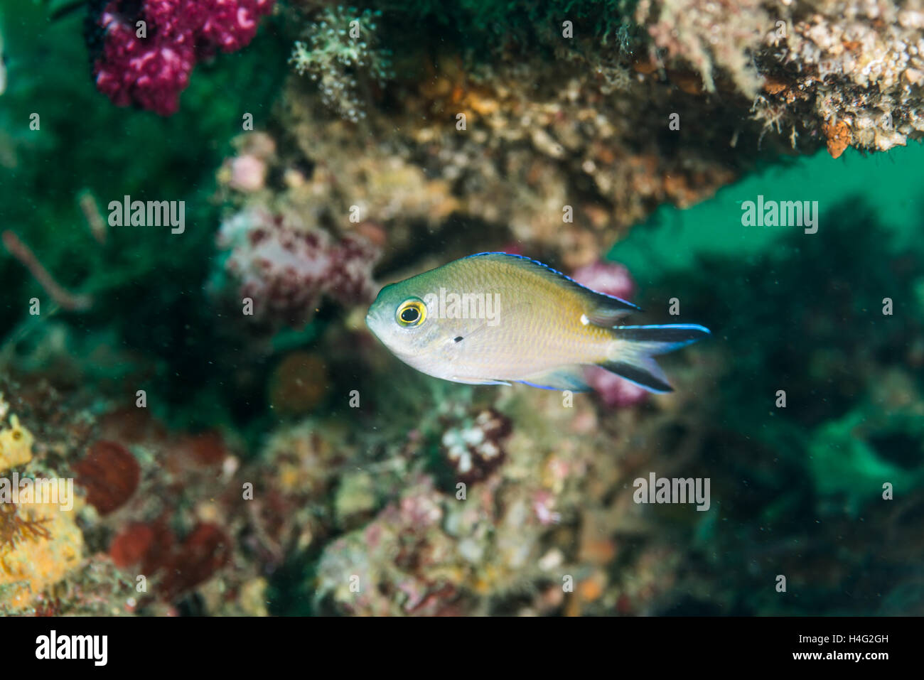 Smoky chromis, Chromis fumea (Tanaka, 1917) .at Owase, Mie, Japan ...