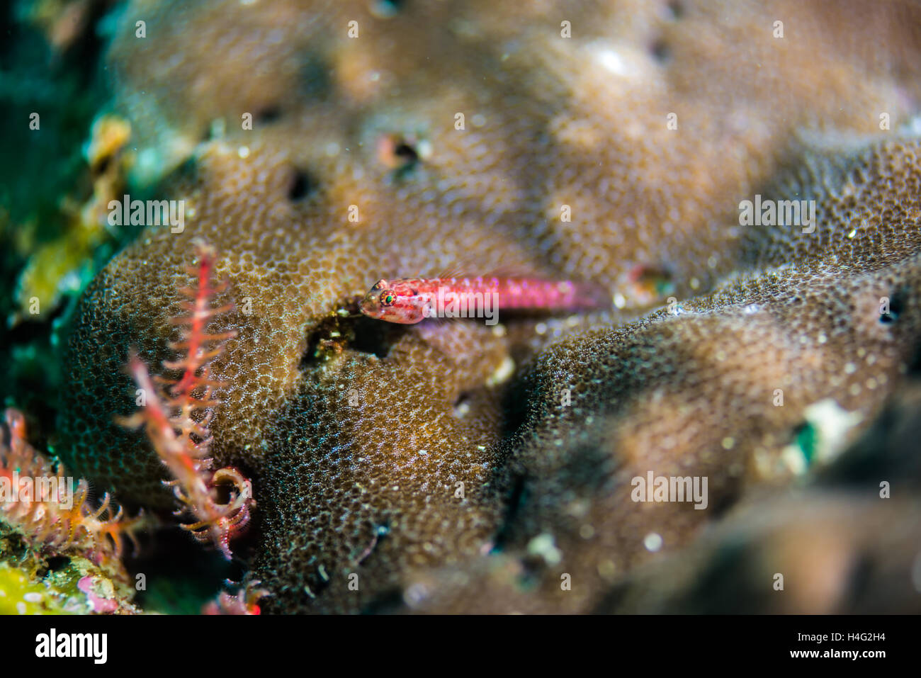 Japan micronesia hi-res stock photography and images - Alamy