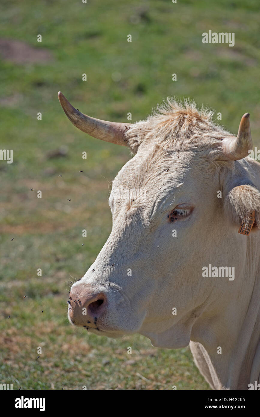 France hautes pyrenees cow col daspin in hi-res stock photography and ...