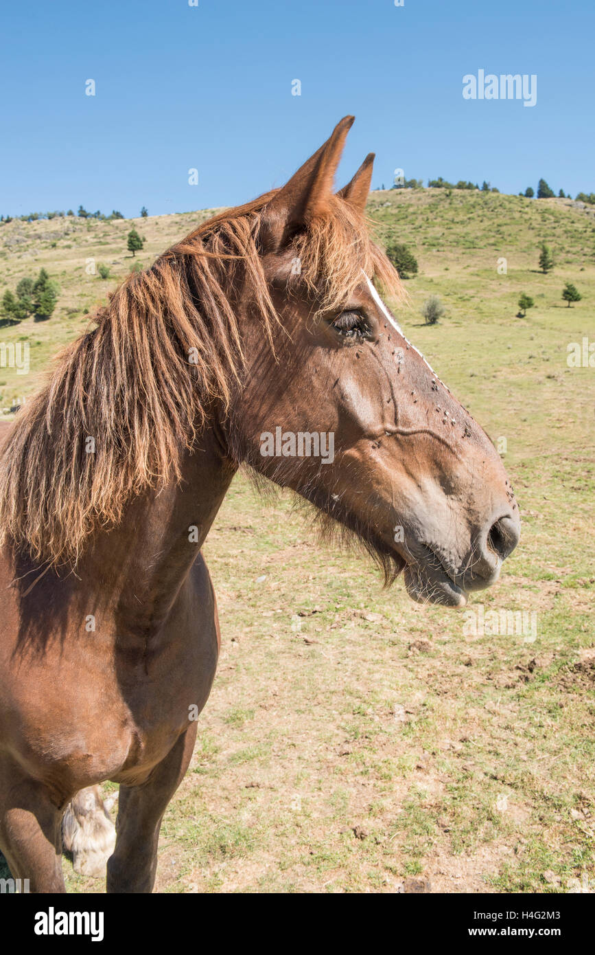 Col daspin hi-res stock photography and images - Alamy