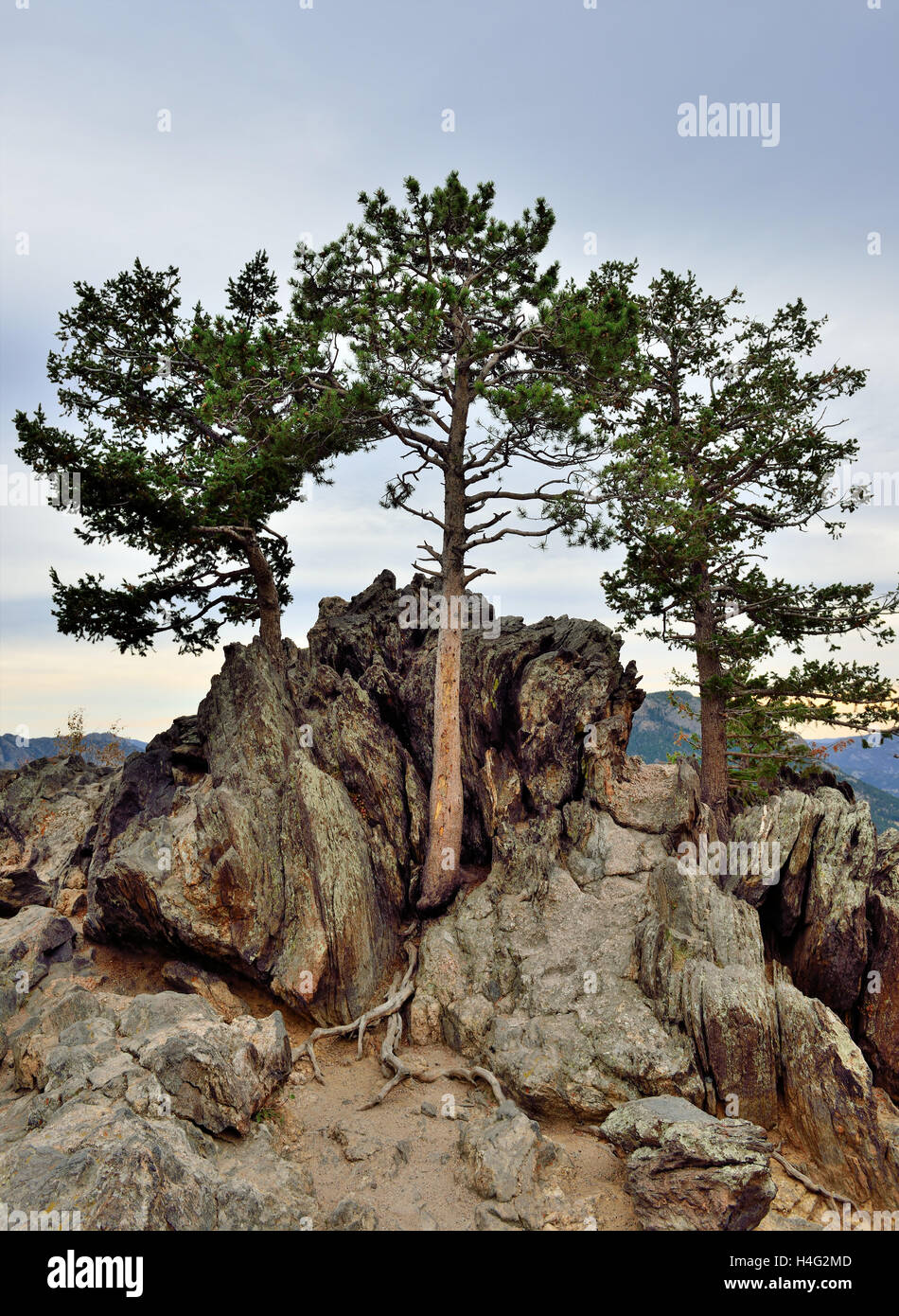 Tree among rocks hi-res stock photography and images - Alamy