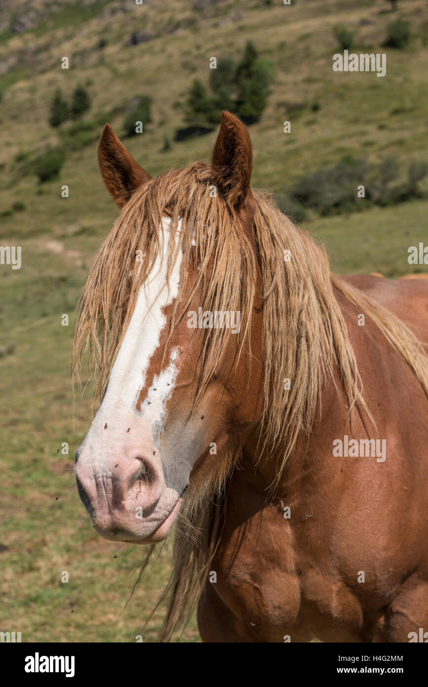 Col daspin hi-res stock photography and images - Alamy