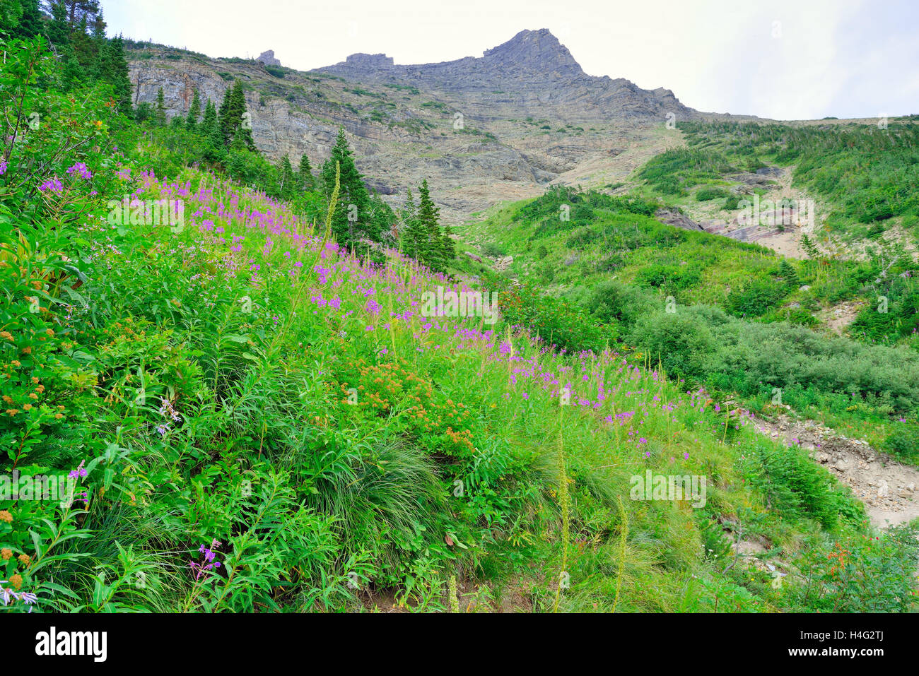 wild alpine flowers on the Glacier National Park landscape in summer ...