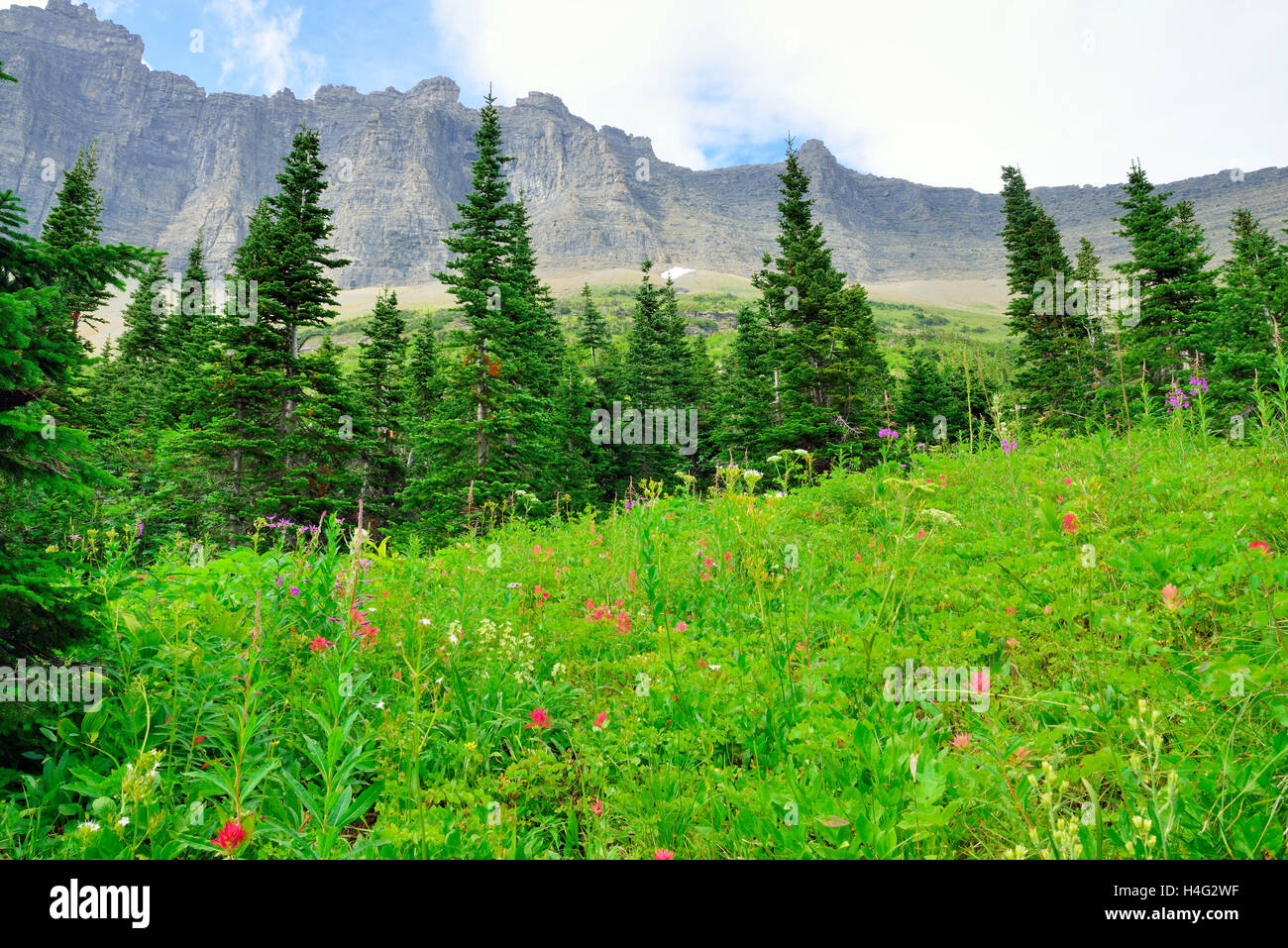 wild alpine flowers on the Glacier National Park landscape in summer ...