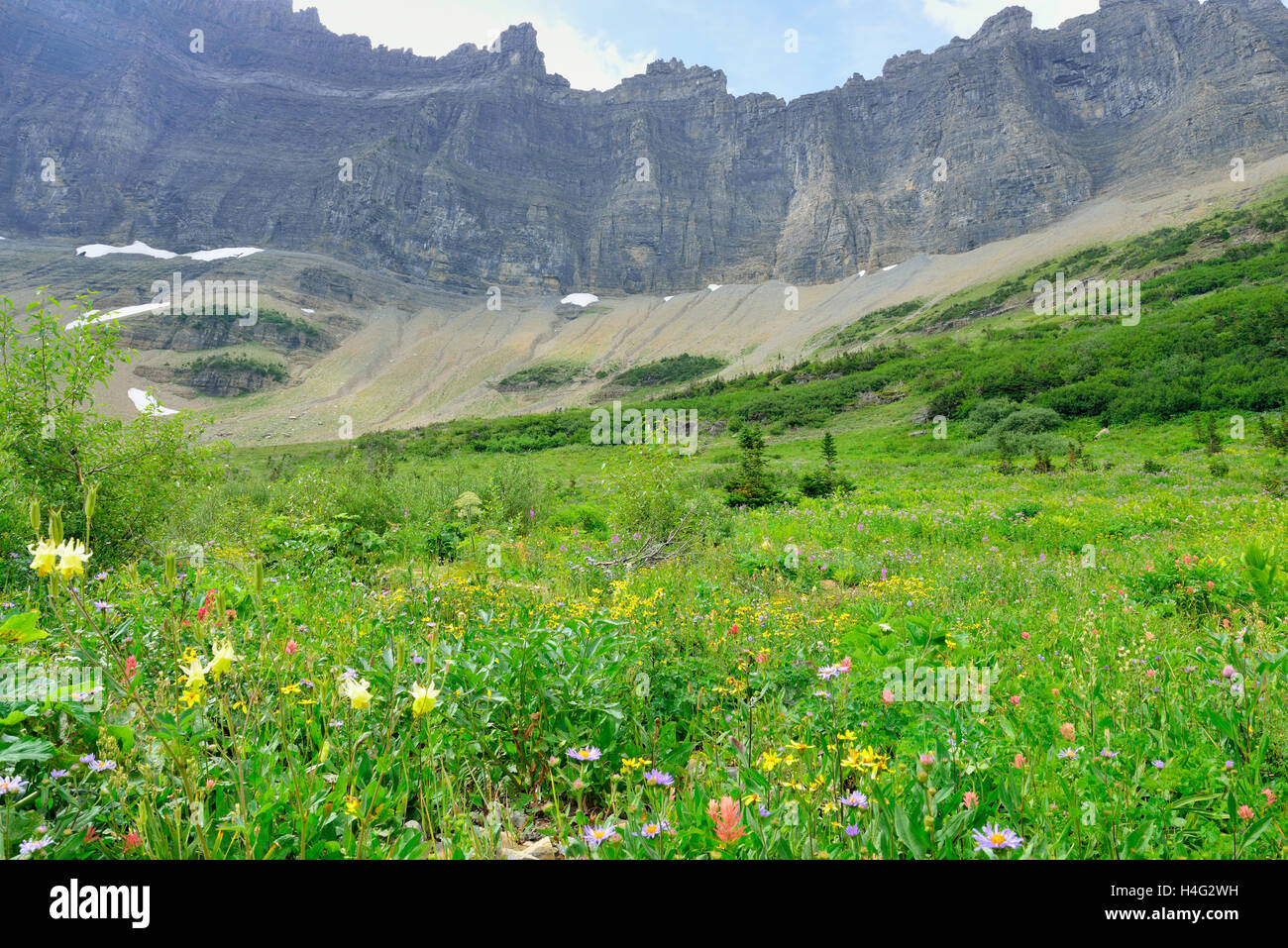 wild alpine flowers on the Glacier National Park landscape in summer ...