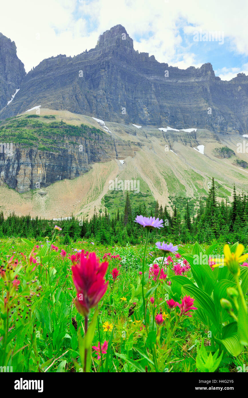 wild alpine flowers on the Glacier National Park landscape in summer ...