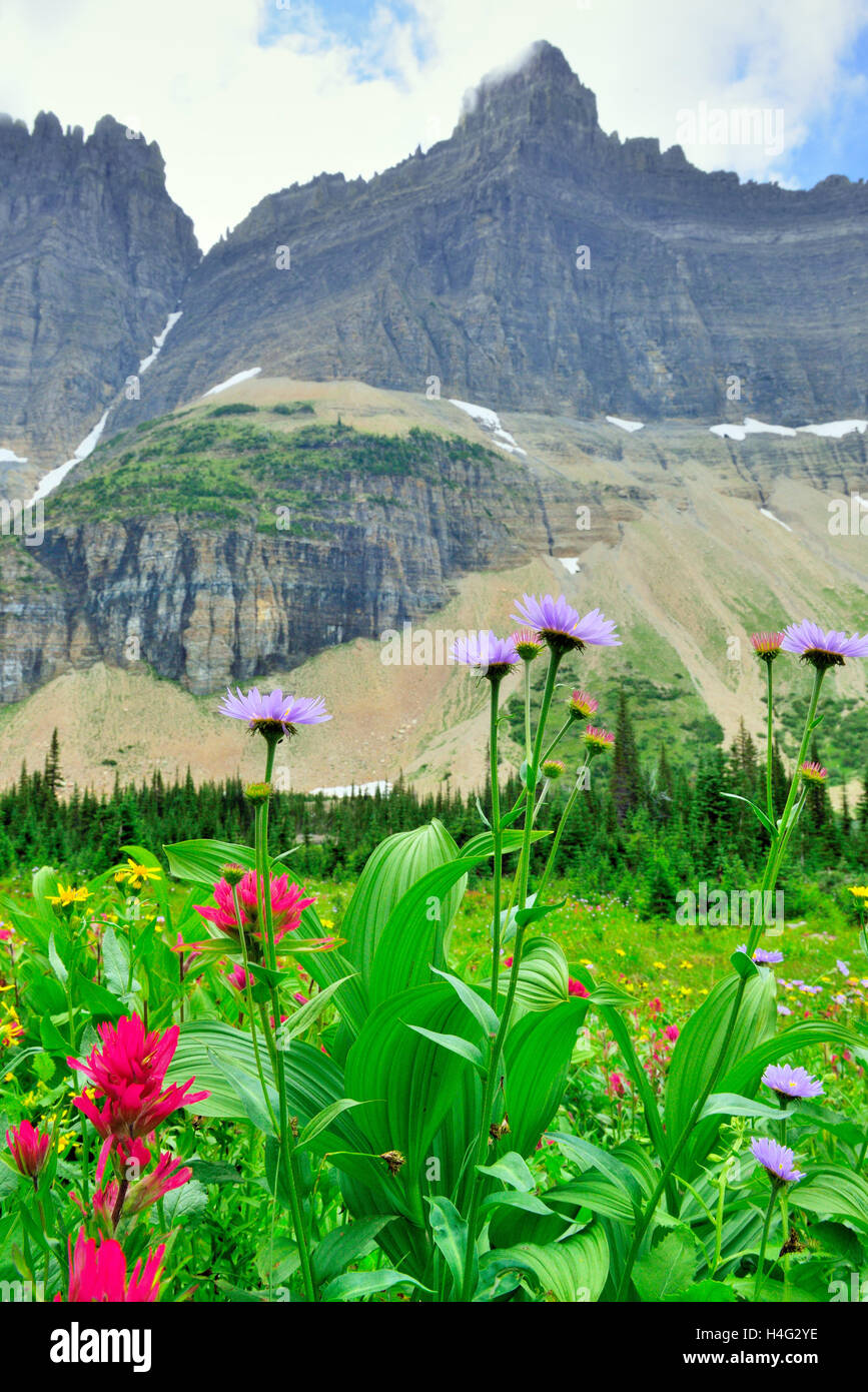 wild alpine flowers on the Glacier National Park landscape in summer ...