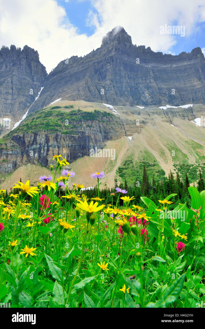 wild alpine flowers on the Glacier National Park landscape in summer ...
