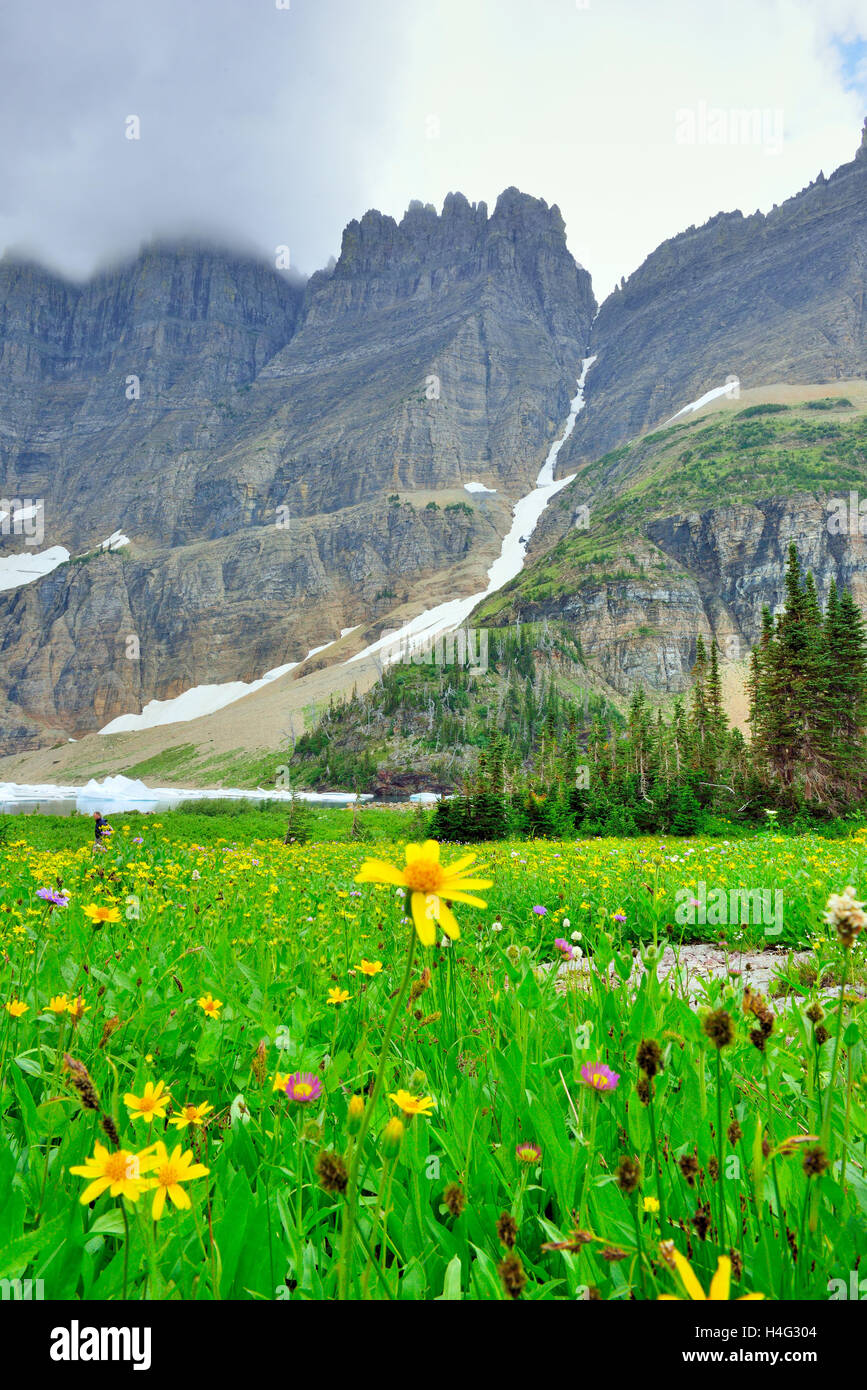 wild alpine flowers on the Glacier National Park landscape in summer ...