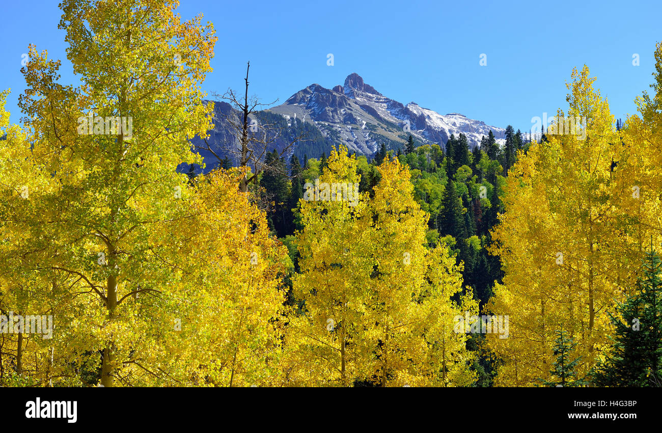 View scenery yellow aspen trees hi-res stock photography and images - Alamy
