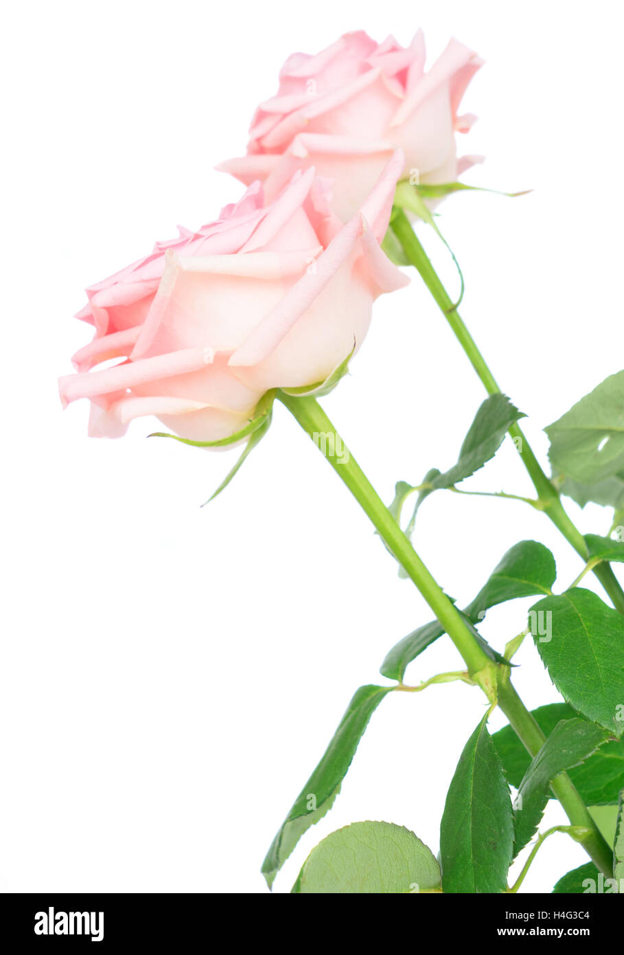 Pink blooming roses Stock Photo - Alamy