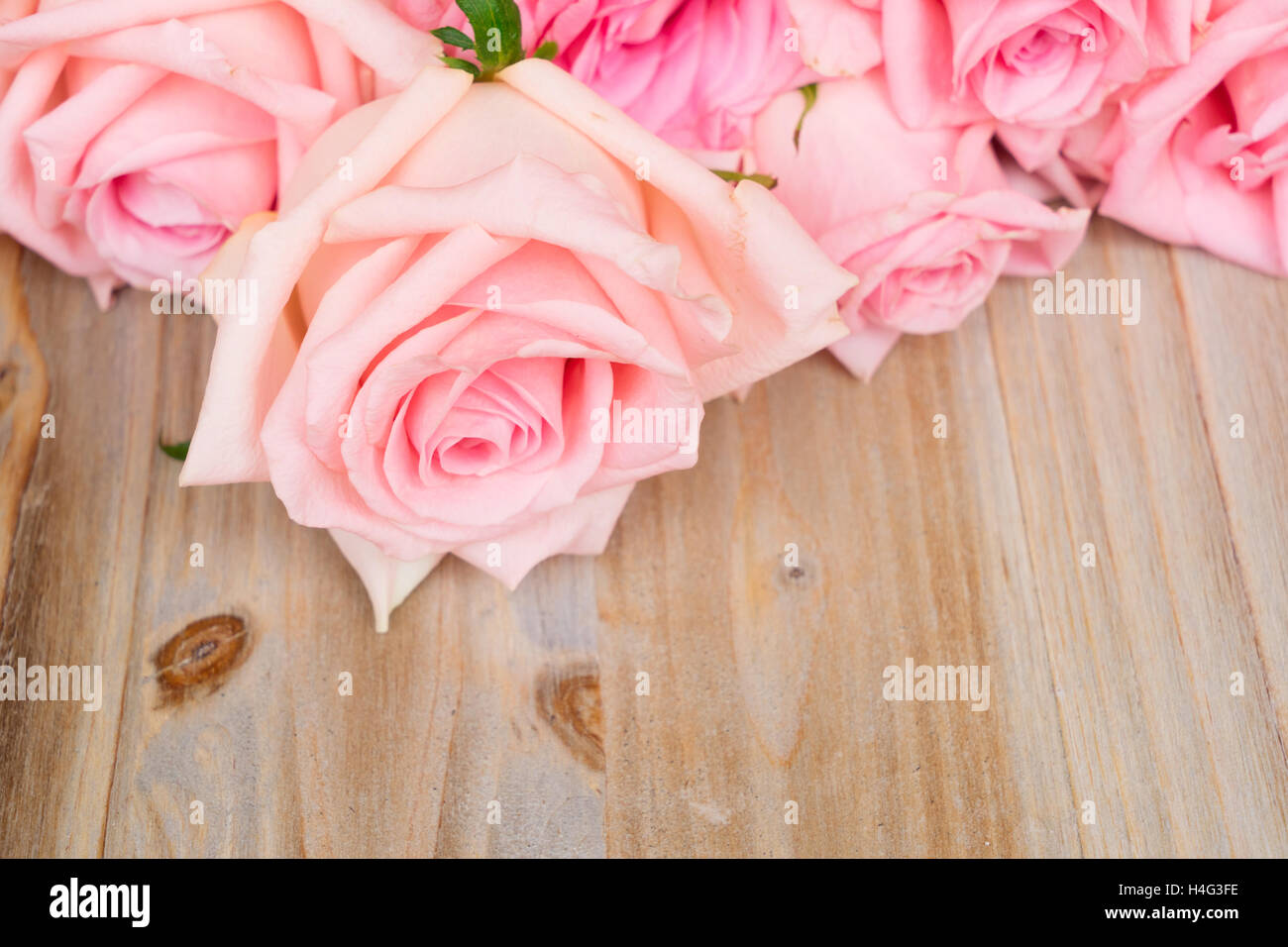 Pink blooming roses on wood Stock Photo - Alamy