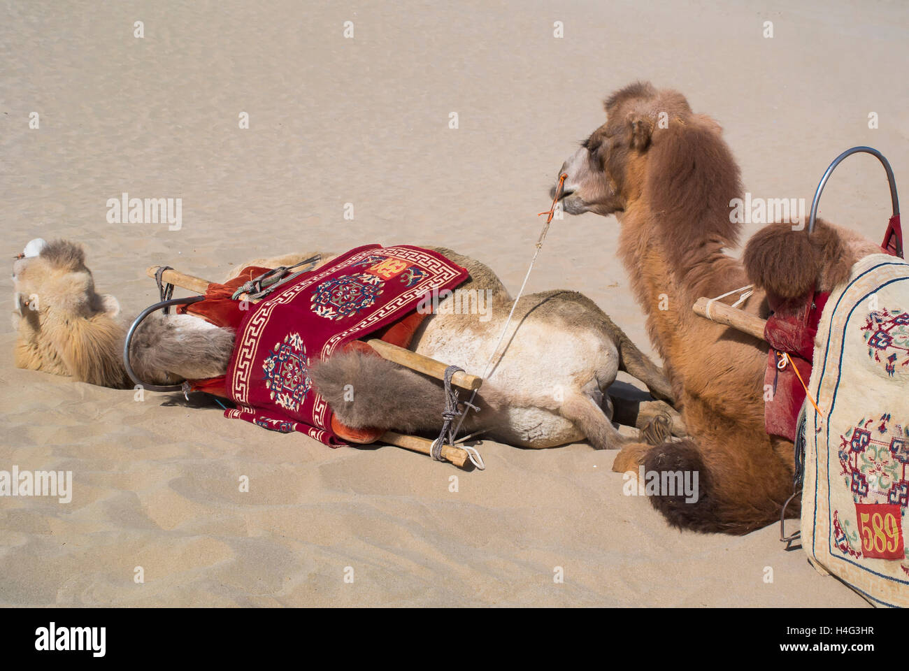 Camelini hi-res stock photography and images - Alamy