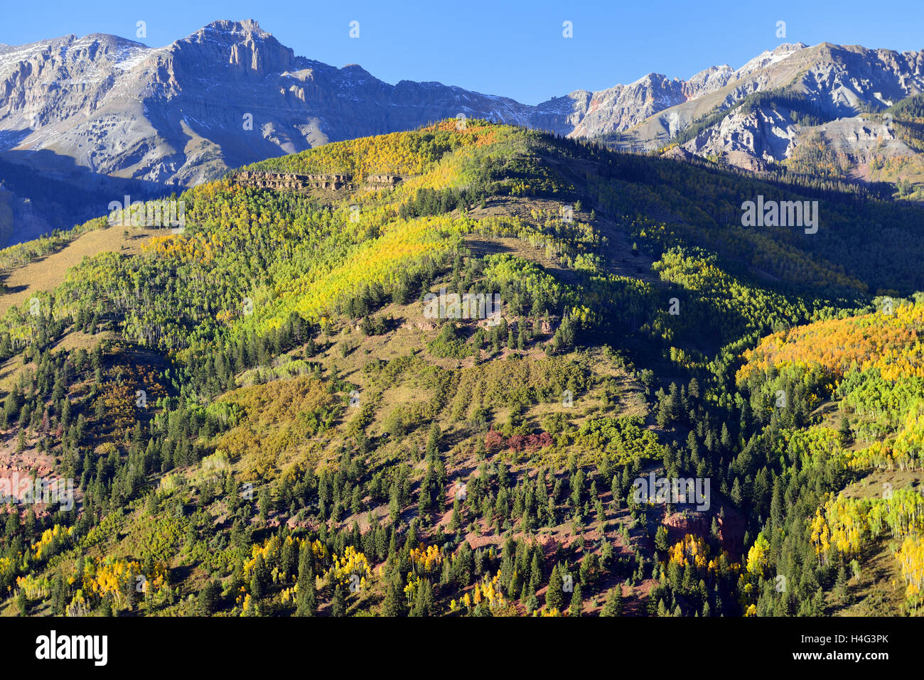 snow covered mountains and yellow aspen during foliage season Stock ...