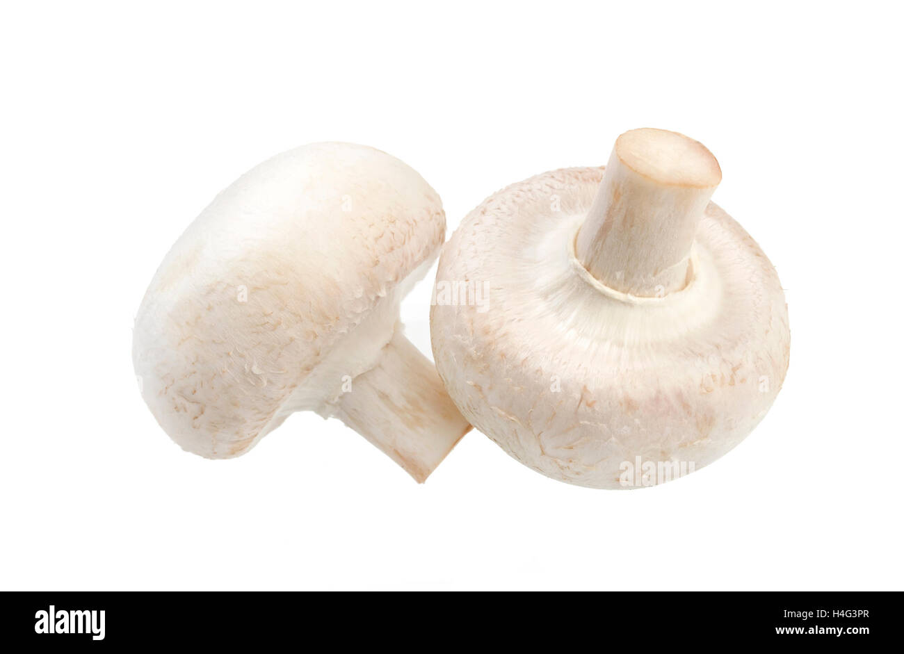 Mushroom champignon isolated on white background, with clipping path ...
