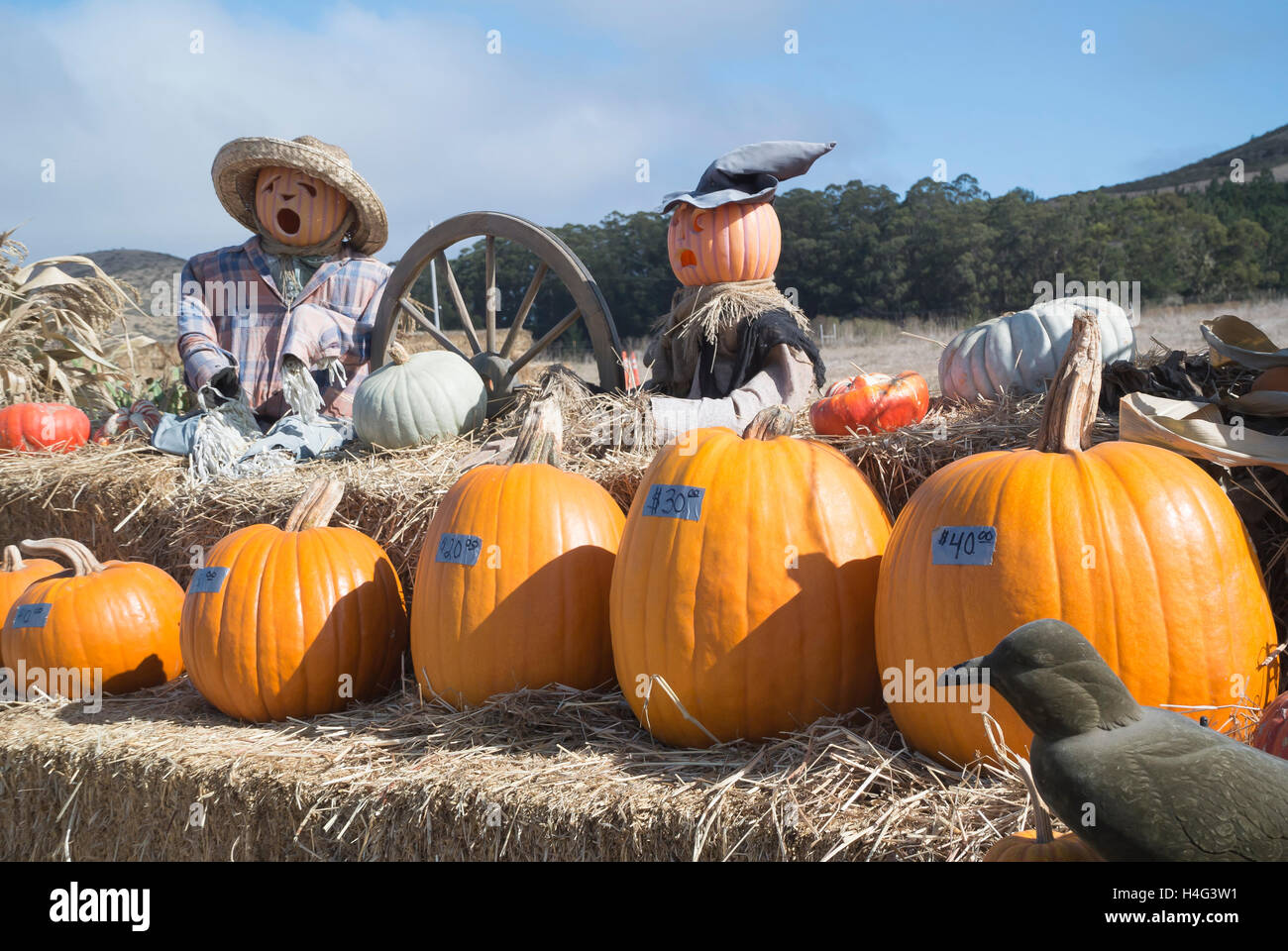Pumpkin Patch Price Table Stock Photo - Alamy
