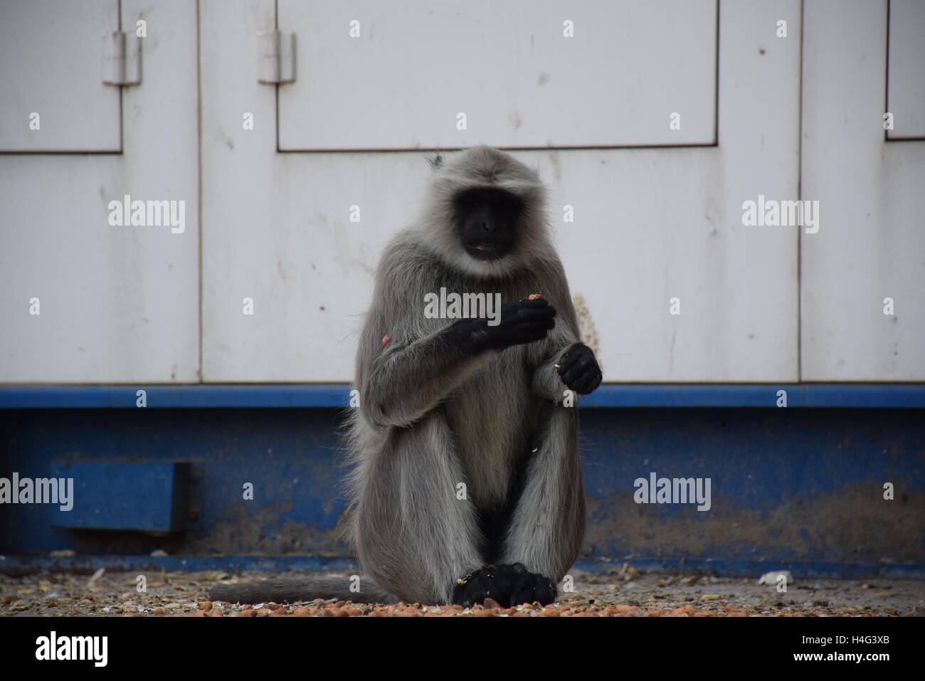Indian monkey species hi-res stock photography and images - Alamy