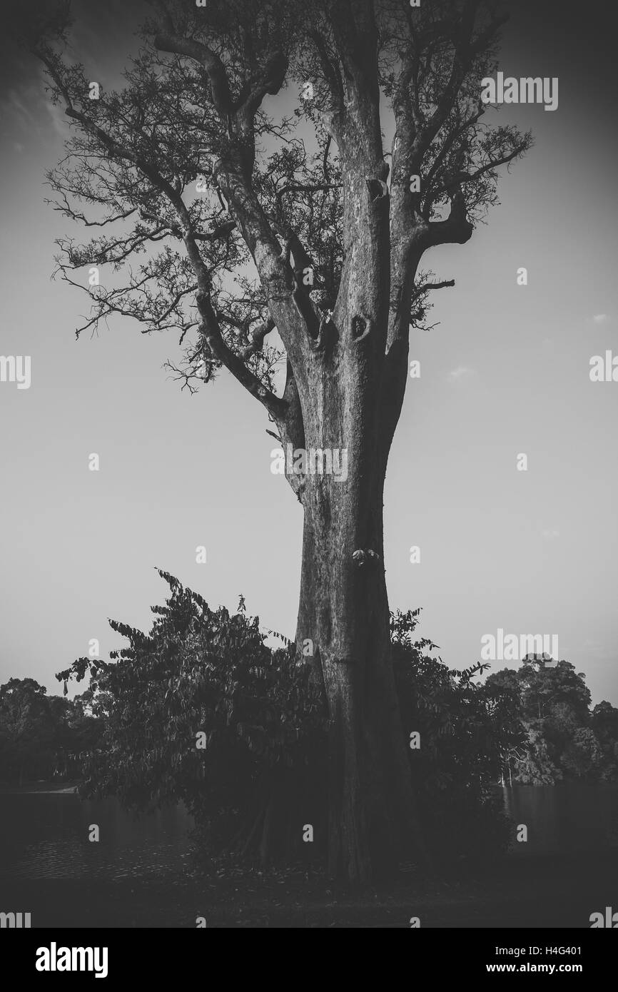 Lonely tree. Monochrome Stock Photo - Alamy