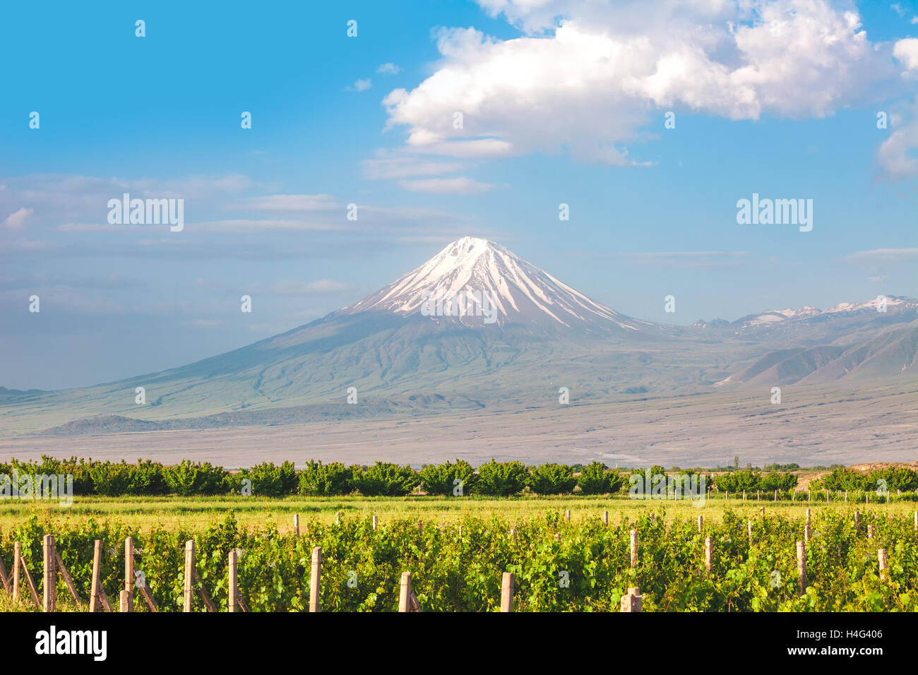Ararat mountain and field Stock Photo - Alamy