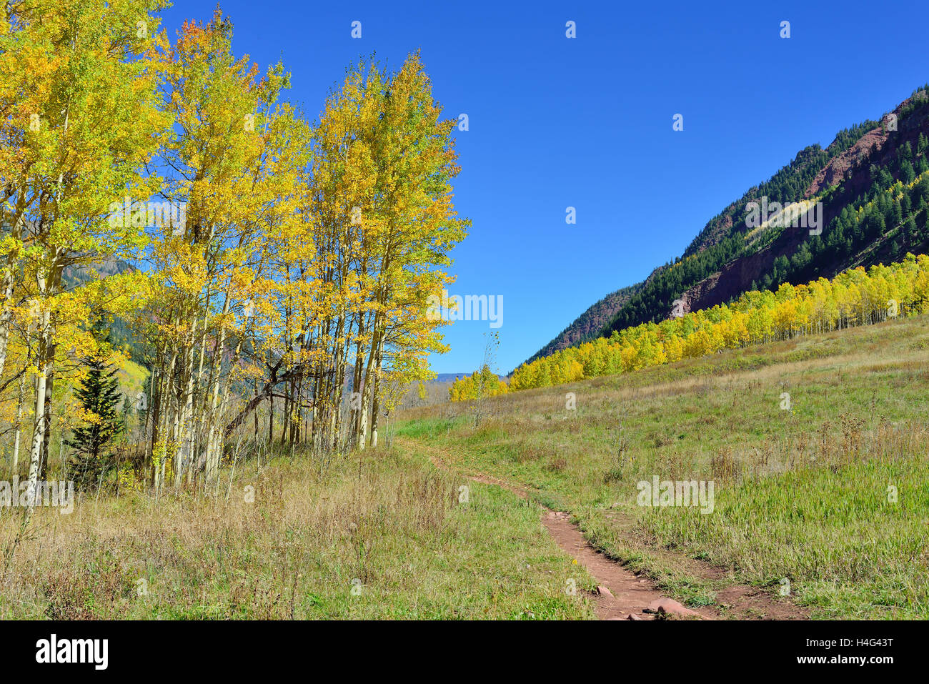 mountains with colorful yellow, green and red aspen during foliage ...