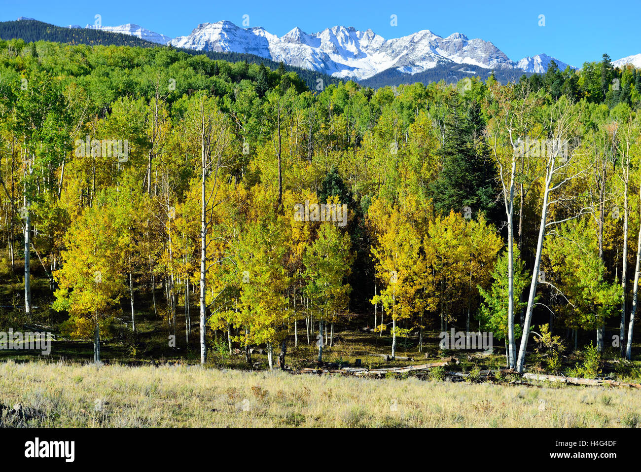 Alpine scenery of Colorado during foliage season Stock Photo - Alamy