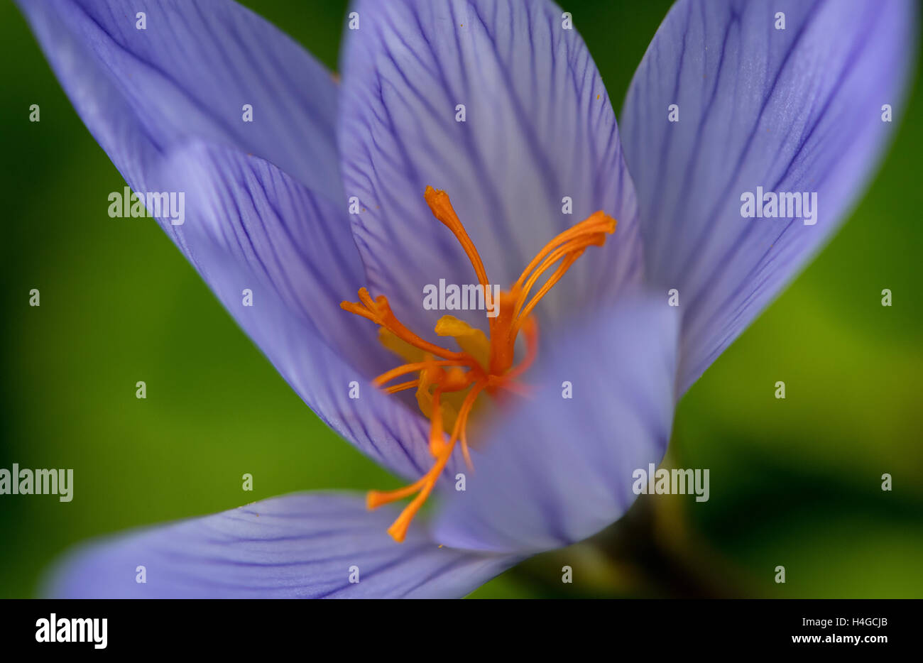 Munich, Germany. 15th Oct, 2016. A goldblossom crocus blossoms in a park in Munich, Germany, 15 ...