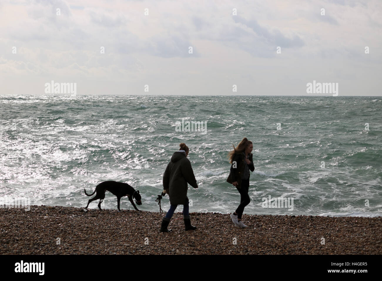 Dog beach strong winds hi-res stock photography and images - Alamy